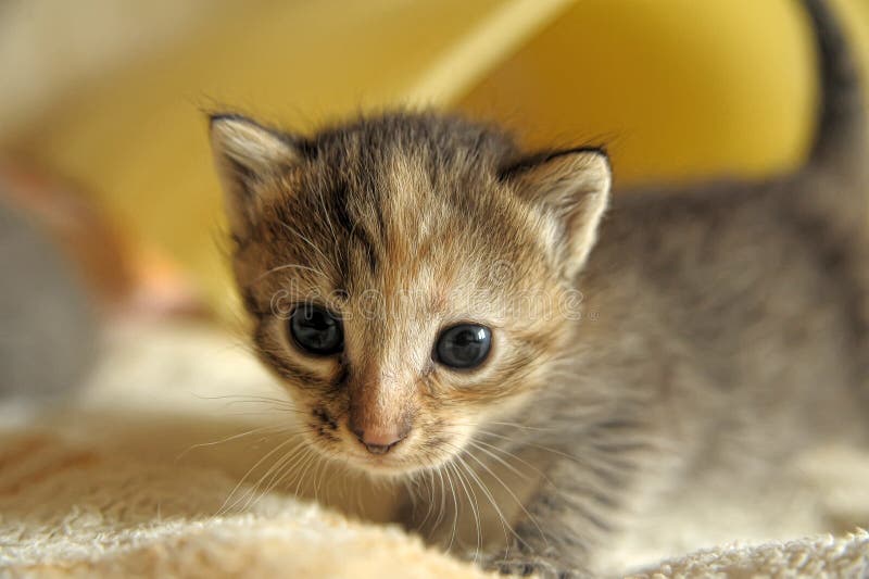 Cute Little Kitten at the Age of Three Weeks Stock Image - Image of ...