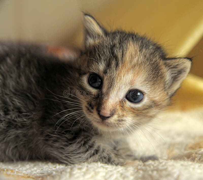 Cute Little Kitten at the Age of Three Weeks Stock Image - Image of ...