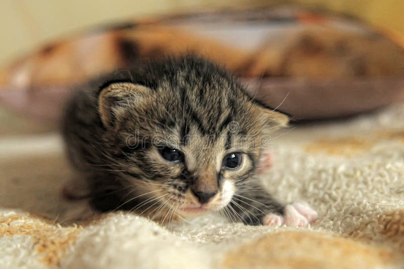 Cute Little Kitten at the Age of Three Weeks Stock Image - Image of ...