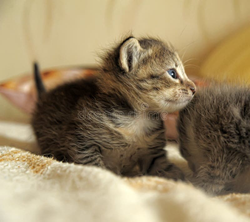 Cute Little Kitten at the Age of Three Weeks Stock Photo - Image of ...