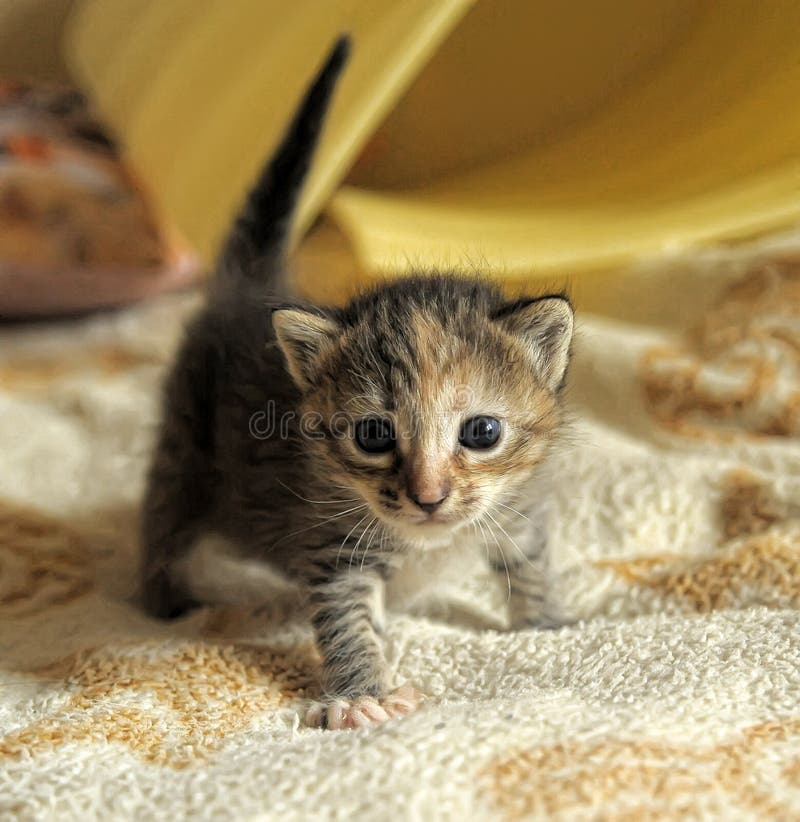 Cute Little Kitten at the Age of Three Weeks Stock Photo - Image of ...