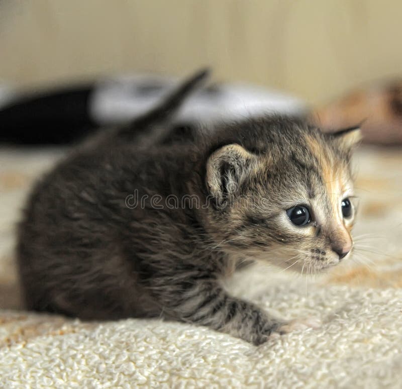 Cute Little Kitten at the Age of Three Weeks Stock Image - Image of ...