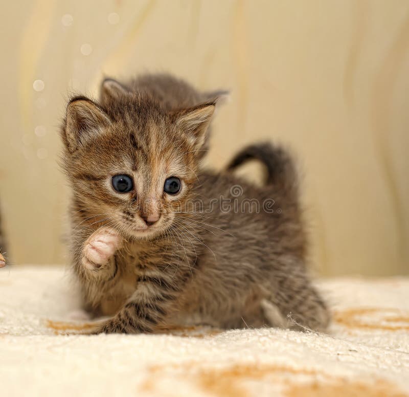 Cute Little Kitten at the Age of Three Weeks Stock Image - Image of ...