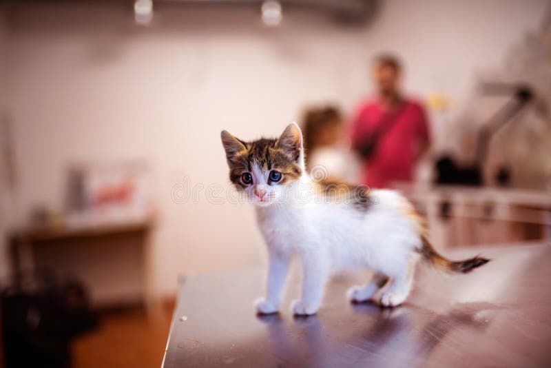 Cute Little Kitten with Amazing Eyes Stock Image - Image of animal ...