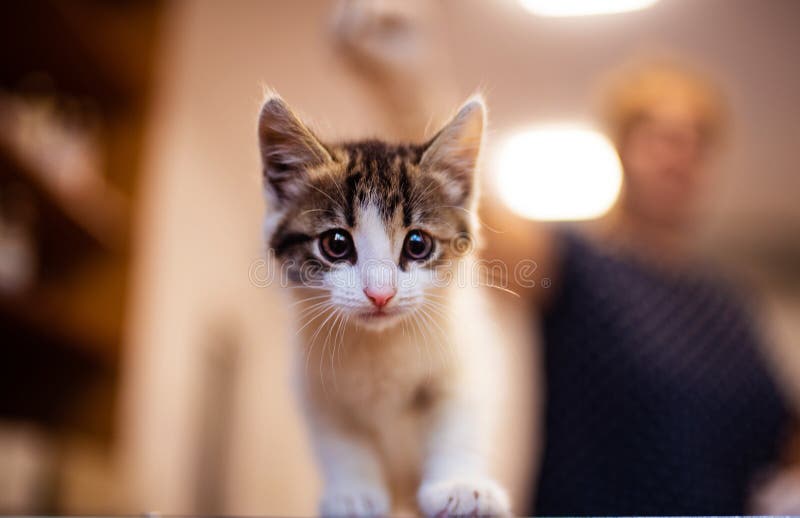 Cute Little Kitten with Amazing Eyes Stock Photo - Image of beautiful ...