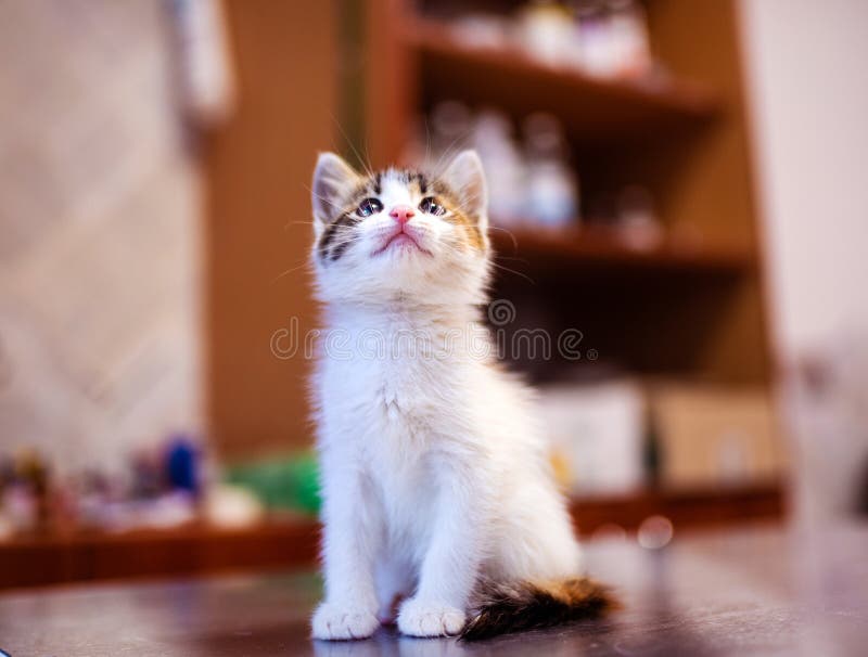 Cute Little Kitten with Amazing Eyes Stock Photo - Image of lovable ...