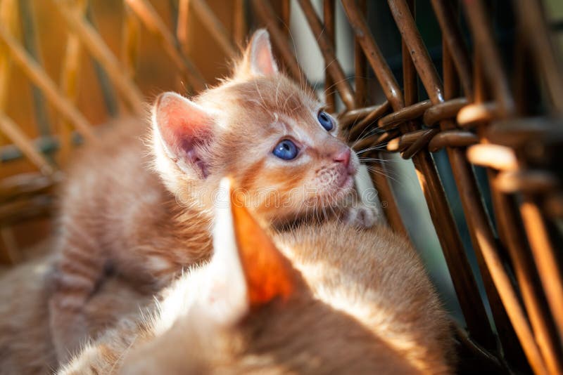 Fluffy cute yellow kitten stock image. Image of lovable - 80203159