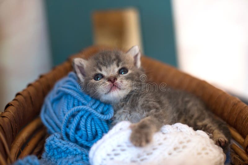 Cute Little Kitten in a Basket with Threads for Knitting Stock Image ...