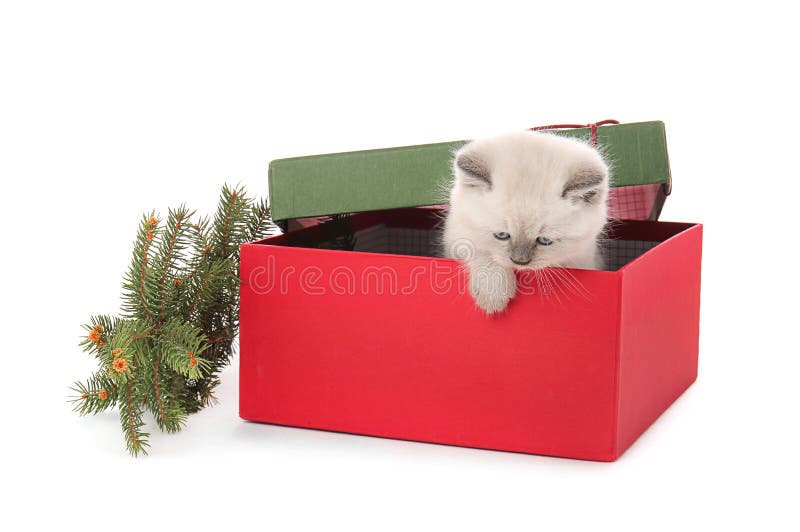 Cute Little Kitten in Box on White Background Stock Image - Image of ...
