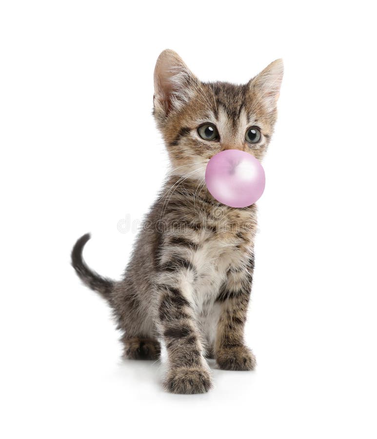 Kitten Bubble Gum Stock Photos - Free & Royalty-Free Stock Photos from ...