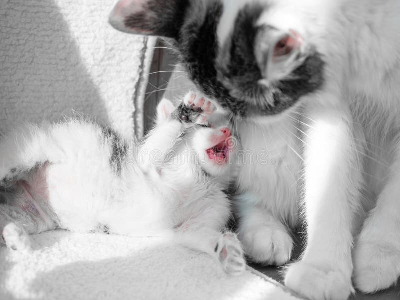 A Cute Little Kitten and Cat Mom are Playing on a White Carpet on Sun ...