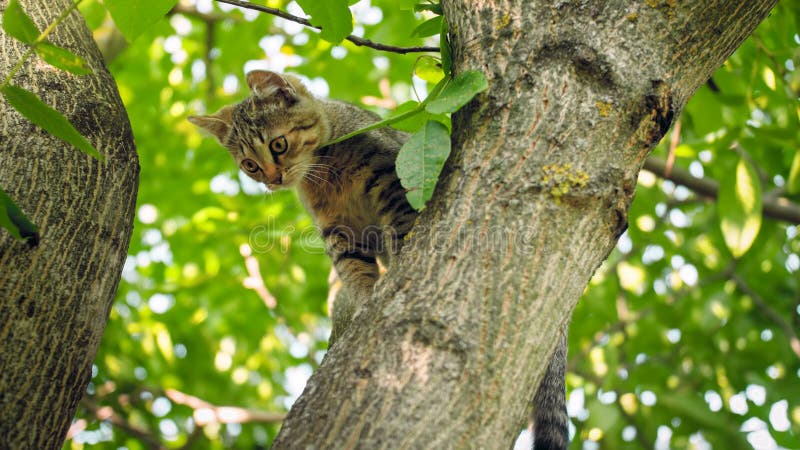 Cute Little Kitten Crawling and Sitting on Tree Branch Stock Photo ...