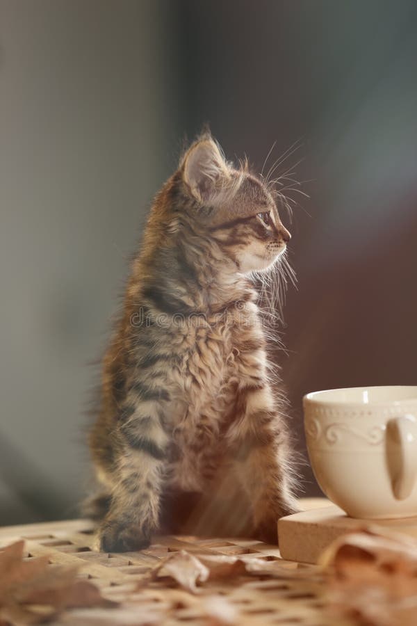 Cute Little Kitten and Cup of Tea on Table Stock Image - Image of dark ...