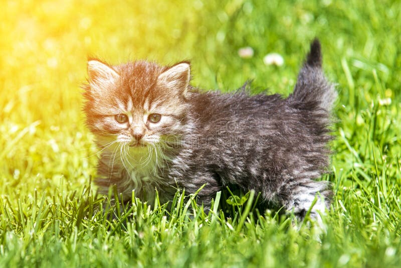 Cute little kitten stock photo. Image of nice, pussycat - 184681756