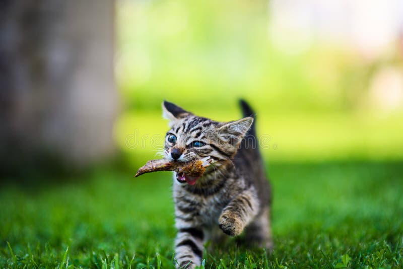 Cute Little Kitten Eating Meat on Green Grass Stock Photo - Image of ...