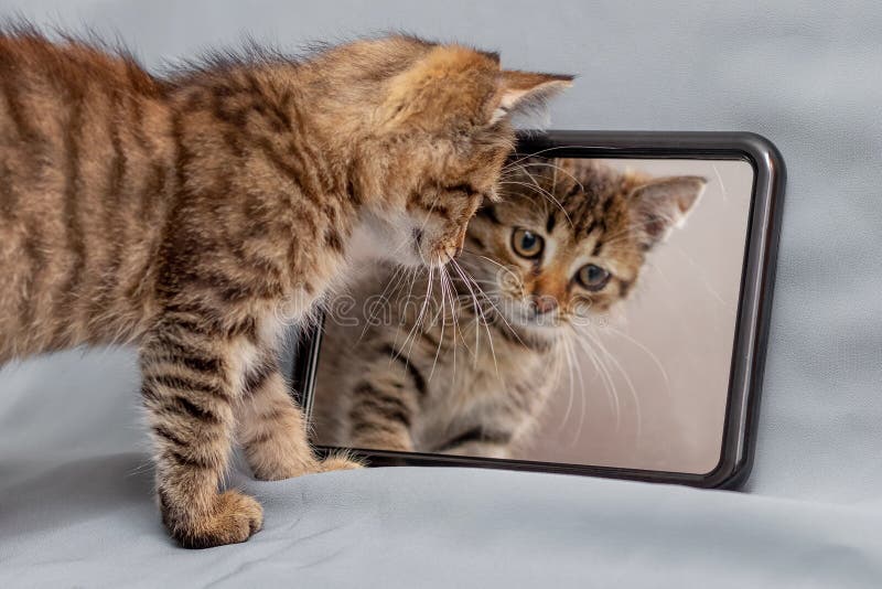 A Cute Little Kitten Examines His Reflection in the Mirror Stock Image ...