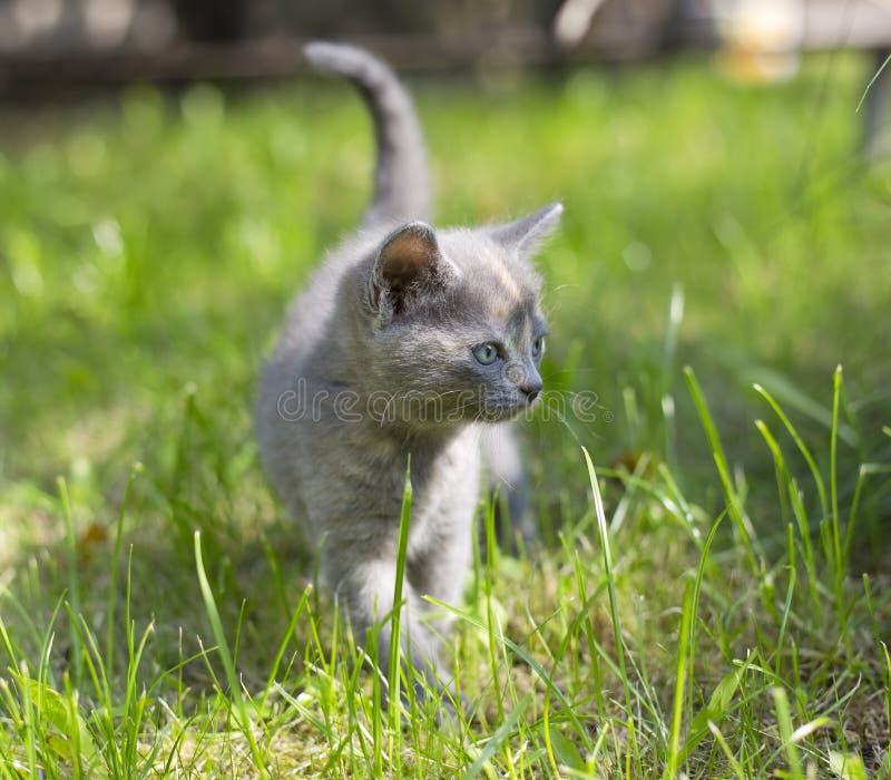 Cute little kitten stock photo. Image of garden, green - 46955498