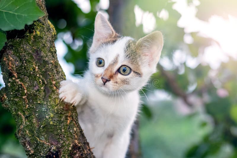 Cute Little Kitten in the Garden Peeking Out from Behind a Tree Trunk ...