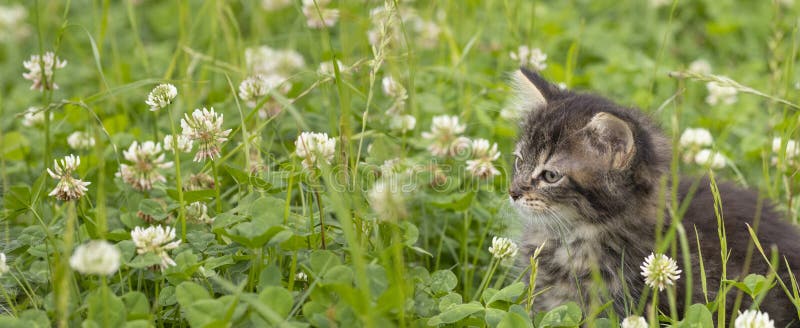 Cute Little Kitten in Grass Stock Photo - Image of look, whisker: 250809954