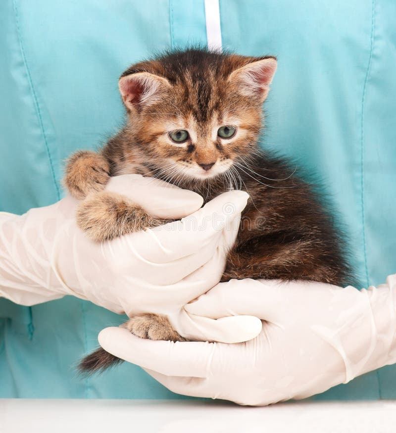 Cute little kitten stock photo. Image of career, clinic - 77911314
