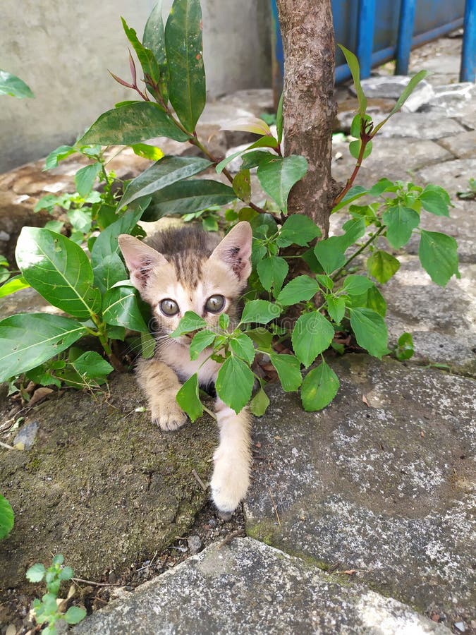 The Cute Little Kitten Hiding Stock Photo - Image of hiding, cute ...