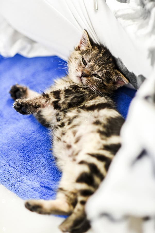 A Cute Little Kitten Lying on His Back at Home. Stock Image - Image of ...