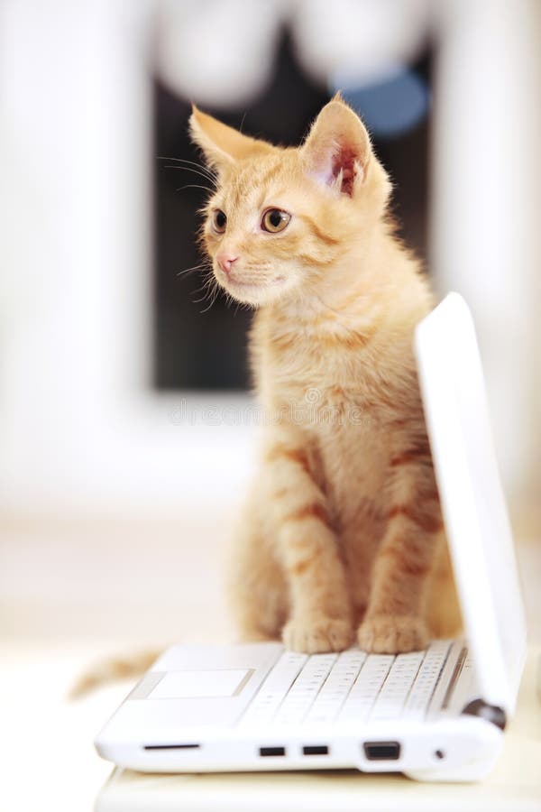 Cute Little Kitten on a Notebook Laptop Stock Photo - Image of slot ...