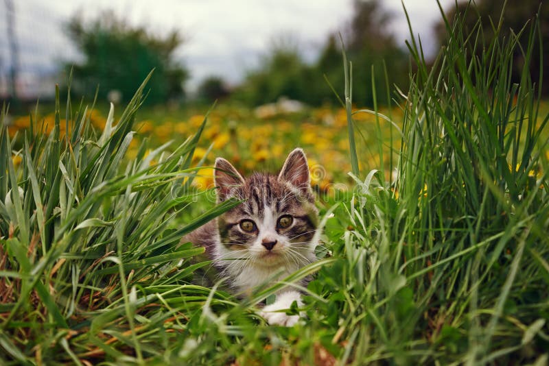 Cute little kitten outdoor stock photo. Image of staring - 41380210