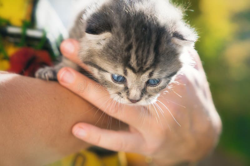 Cute Little Kitten in Owners Hands Stock Image - Image of face, cozy ...