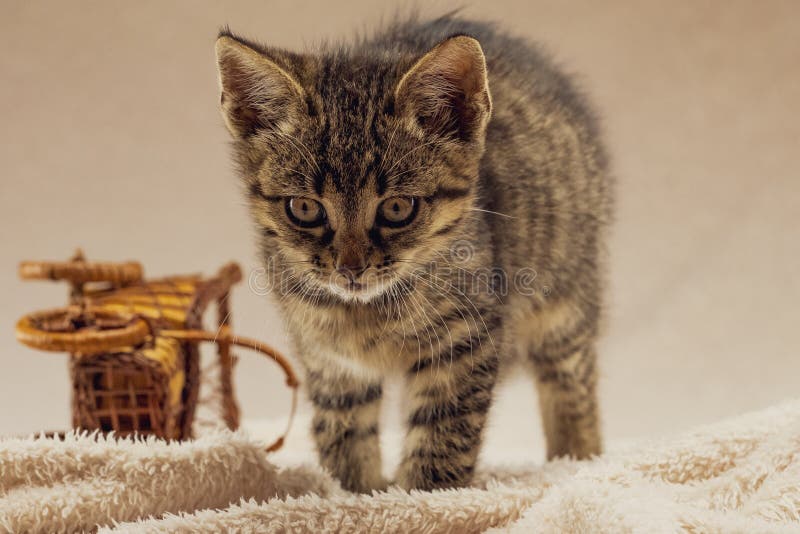Cute Little Kitten Playing Alone Stock Photo - Image of mammal, feline ...