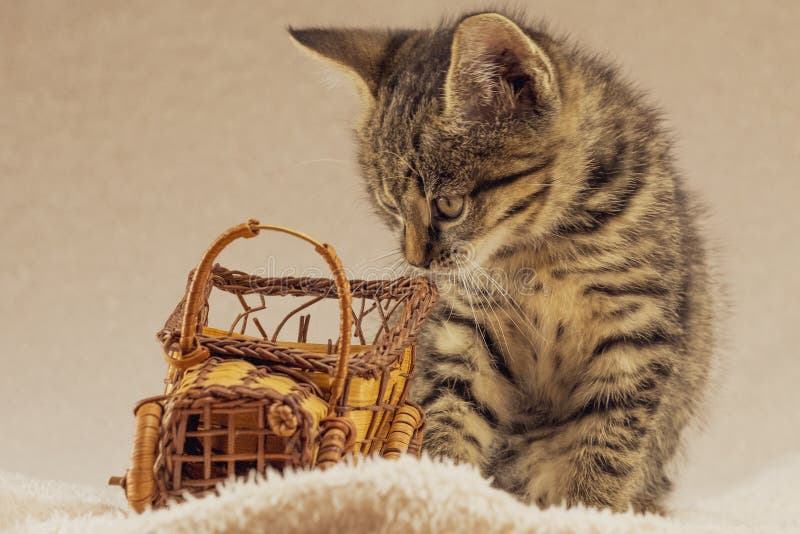 Cute Little Kitten Playing Alone Stock Photo - Image of grief ...