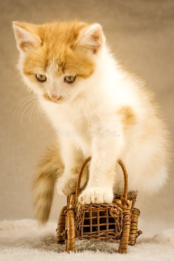 Cute Little Kitten Playing Alone Stock Photo - Image of cute, hunting ...