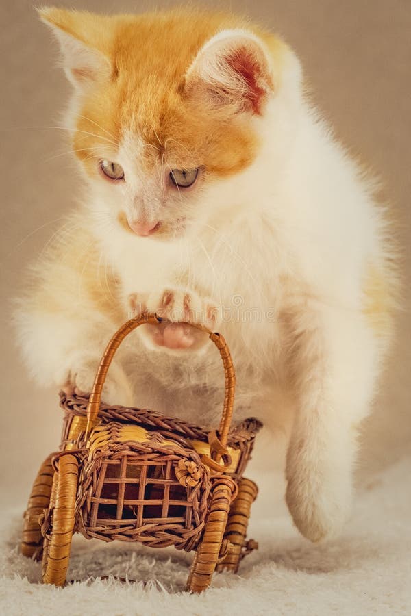 Cute Little Kitten Playing Alone Stock Photo - Image of beauty, indoors ...