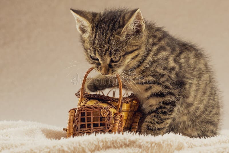 Cute Little Kitten Playing Alone Stock Photo - Image of focus, domestic ...