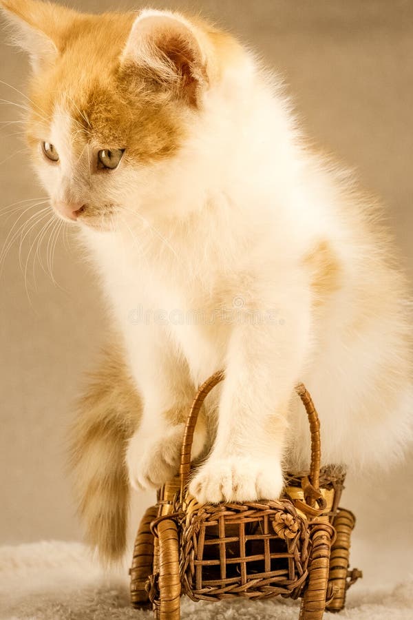 Cute Little Kitten Playing Alone Stock Photo - Image of childhood ...