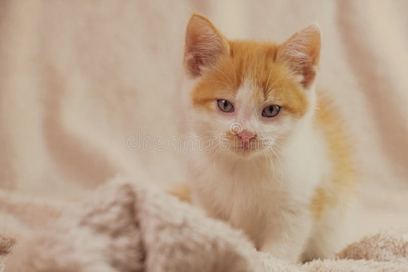 Cute Little Kitten Playing Alone Stock Photo - Image of laziness ...