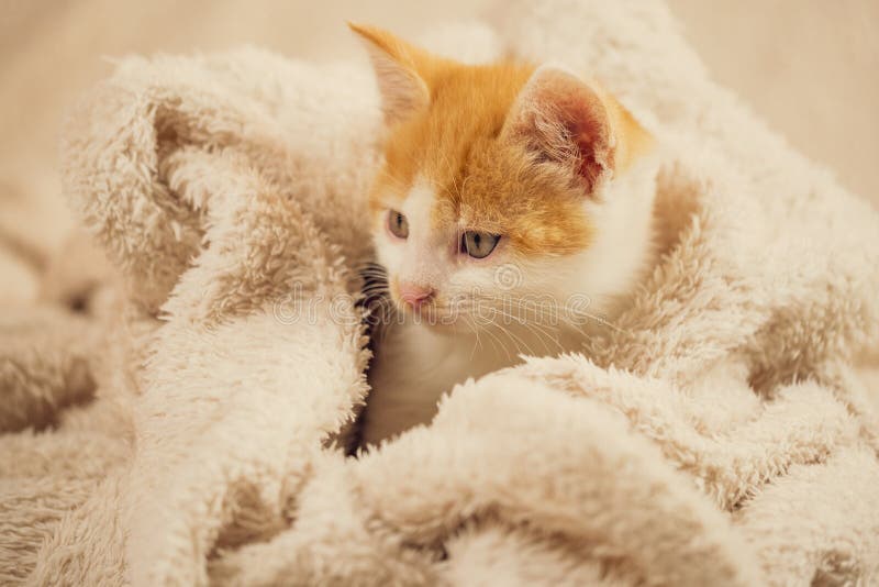 Cute Little Kitten Playing Alone Stock Image - Image of looking, alone ...