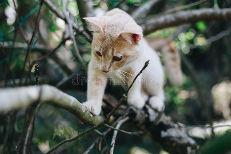 A Cute Little Kitten Playing Around Stock Image - Image of color, depth ...