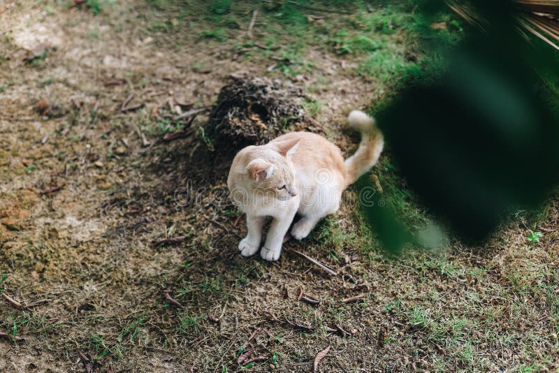 A Cute Little Kitten Playing Around Stock Image - Image of action ...