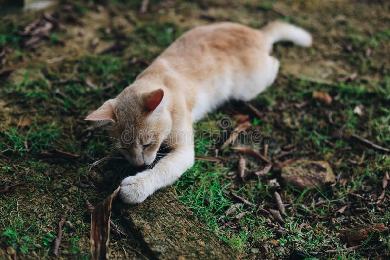 A Cute Little Kitten Playing Around Stock Photo - Image of happy, color ...