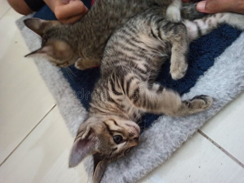 Cute Little Kitten Ready To Take Nap Stock Image - Image of cute, ready ...