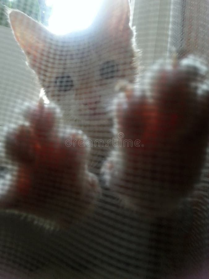Cute Little Kitten Shows Its Claws. Stock Photo - Image of orange ...
