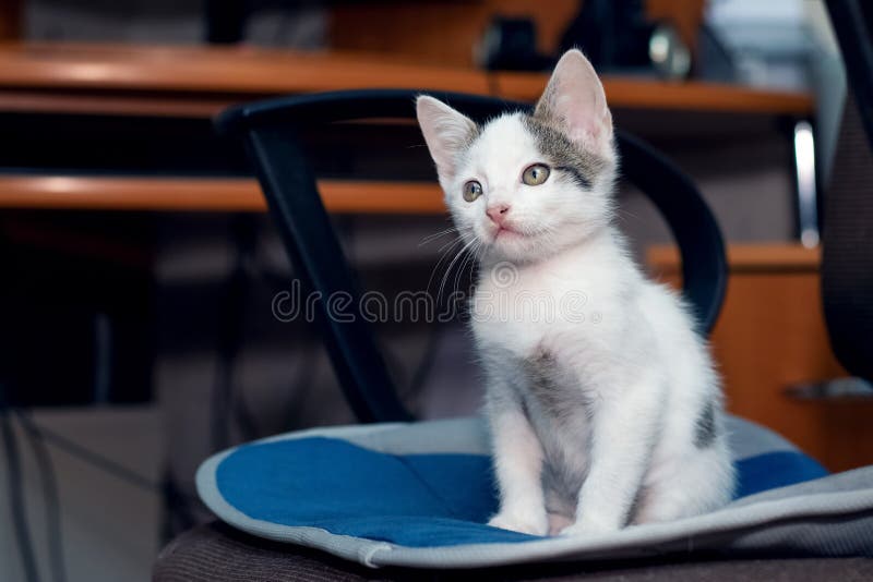 A Cute Little Kitten Sits on a Chair in the Office Stock Image - Image ...