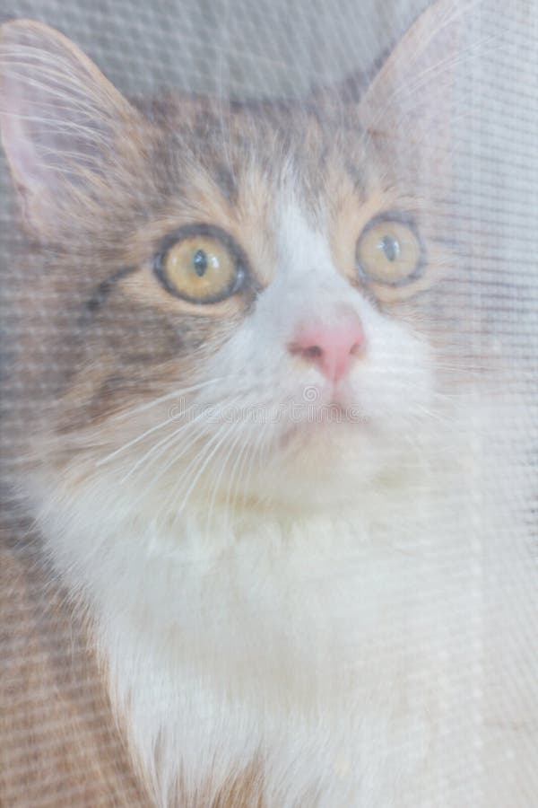 Cute Little Kitten Sitting in the Cage Stock Photo - Image of little ...
