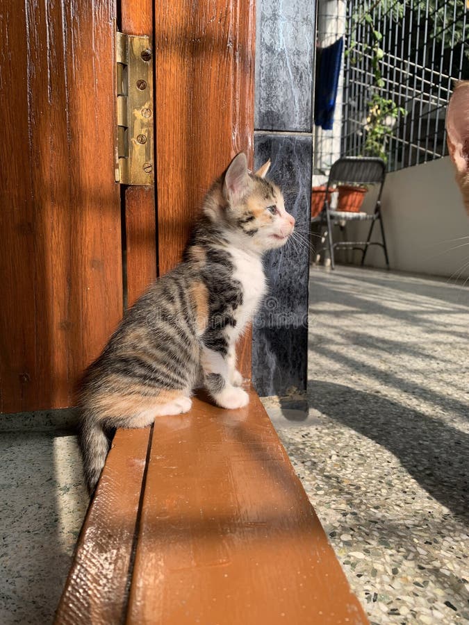 Cute Little Kitten Sitting in Front of the Door Stock Image - Image of ...