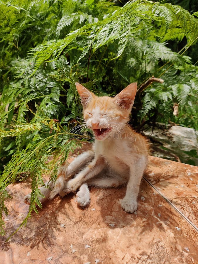 Cute Little Kitten Sitting and Screaming Stock Image - Image of kitten ...