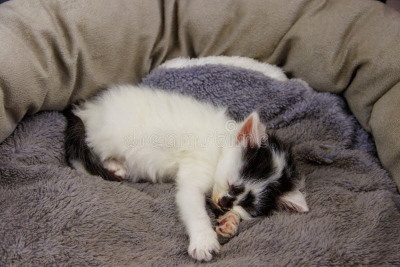 Cute Little Kitten Sleeping in Grey Cat Bed Stock Image - Image of ...