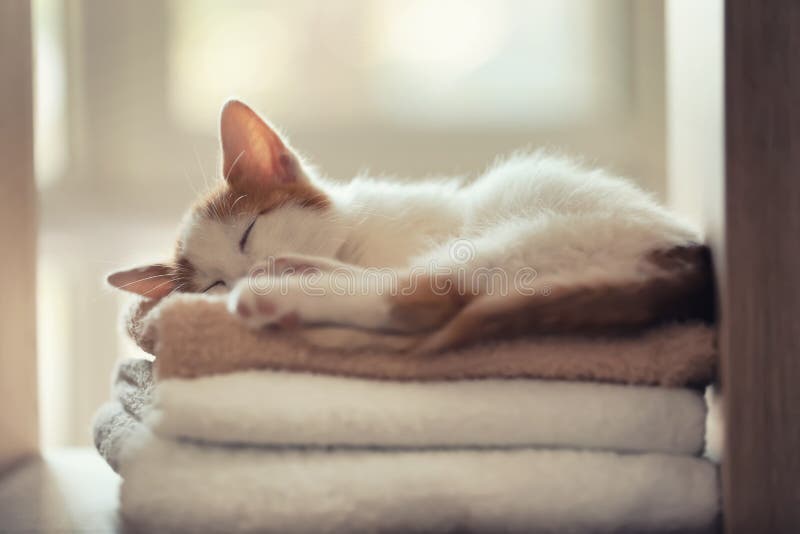 Cute Little Kitten Sleeping on Stack of Towels Stock Photo - Image of ...