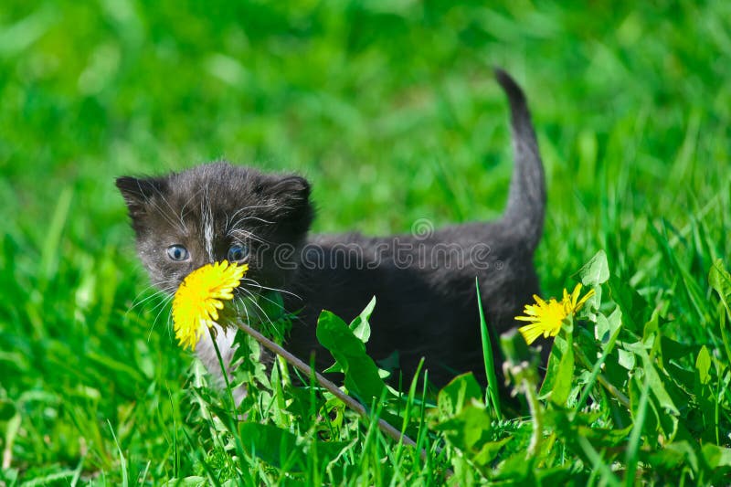 Cute Little Kitten in the Spring among the Grass Stock Photo - Image of ...