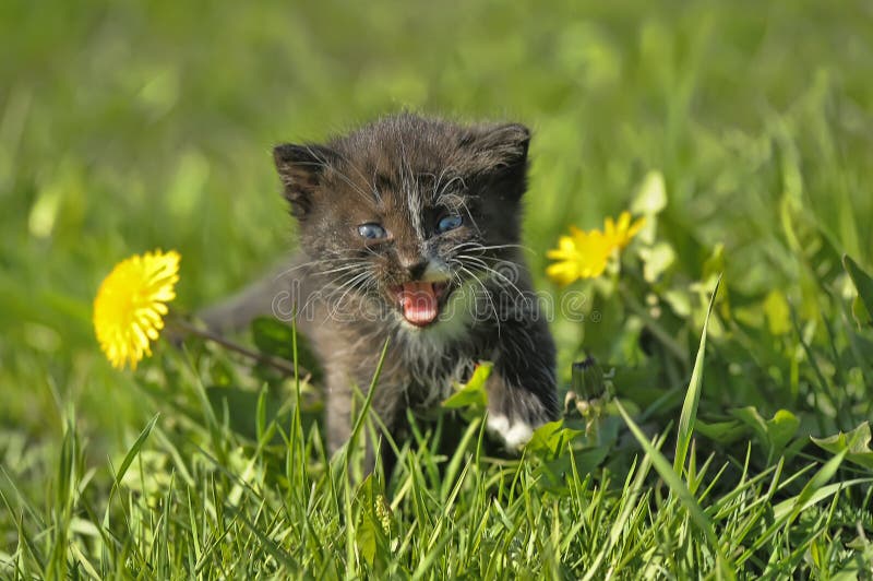Cute Little Kitten in the Spring among the Grass Stock Photo - Image of ...
